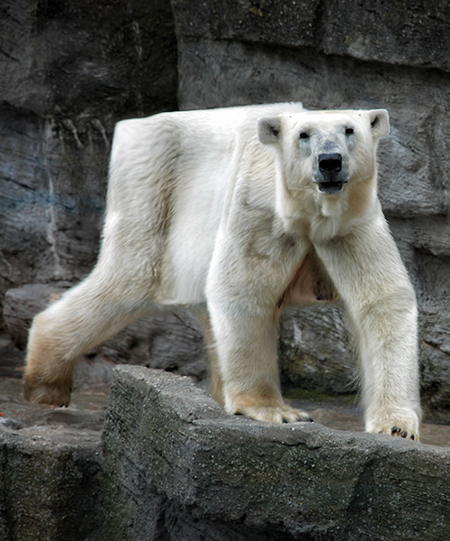 artist constructs cube animals with bizarre bodies and angular anatomies