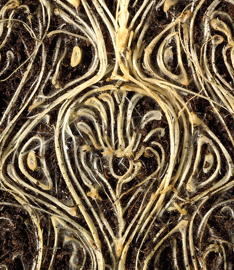 diana scherer manipulates roots to grow in intricate patterns