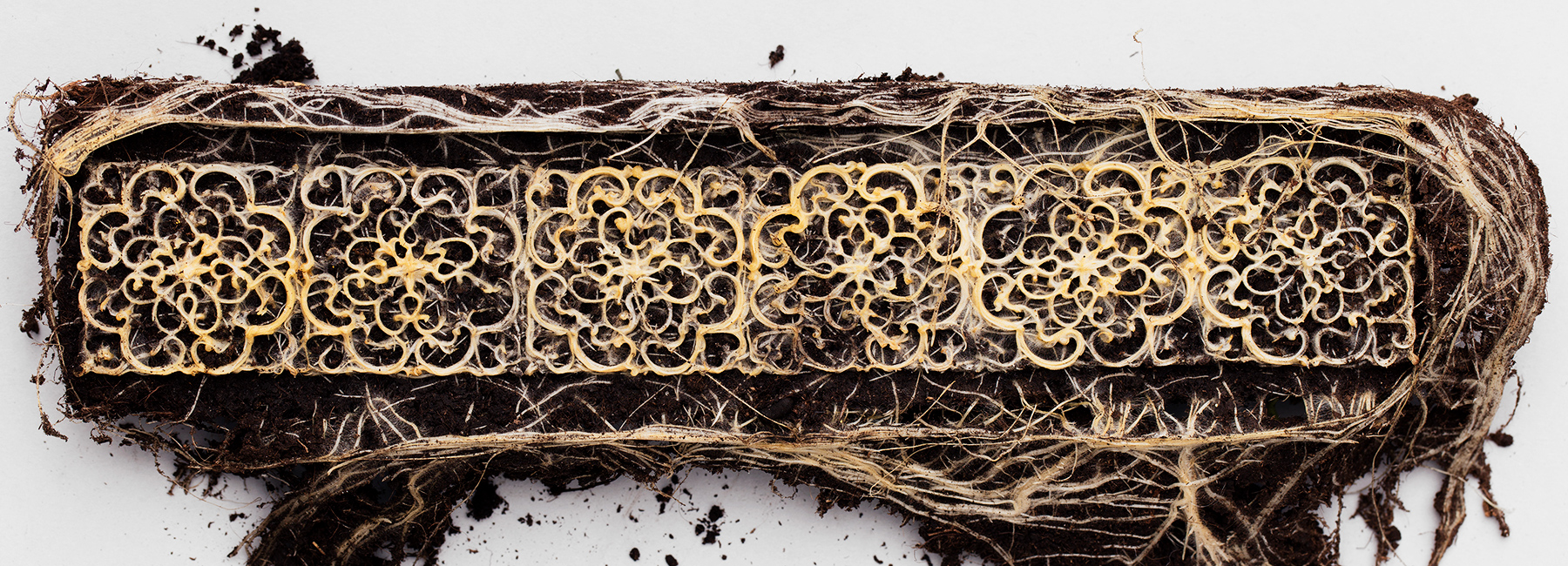 diana scherer manipulates roots to grow in intricate patterns