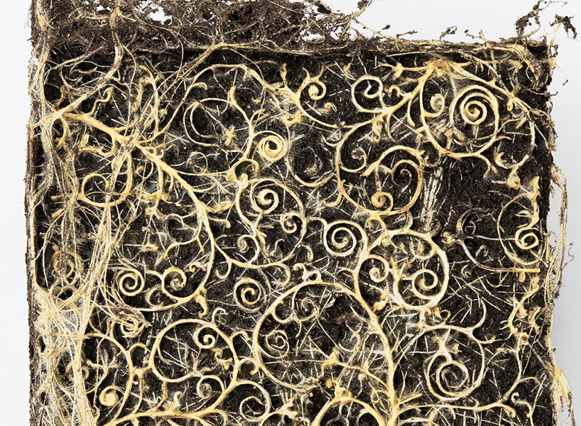 'interwoven' involves the careful channeling of root systems to create ...