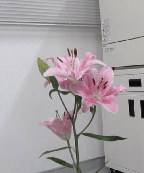 japanese scientists successfully pollinate flowers with a bee-drone