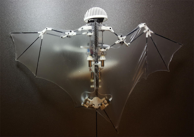 caltech's bat robot stretches its wings