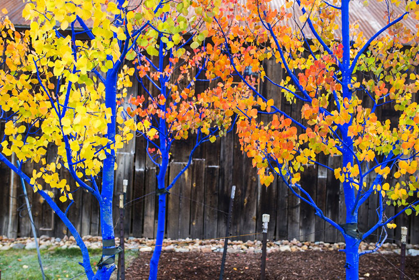 konstantin dimopoulos paints 'blue trees' to help cities go green