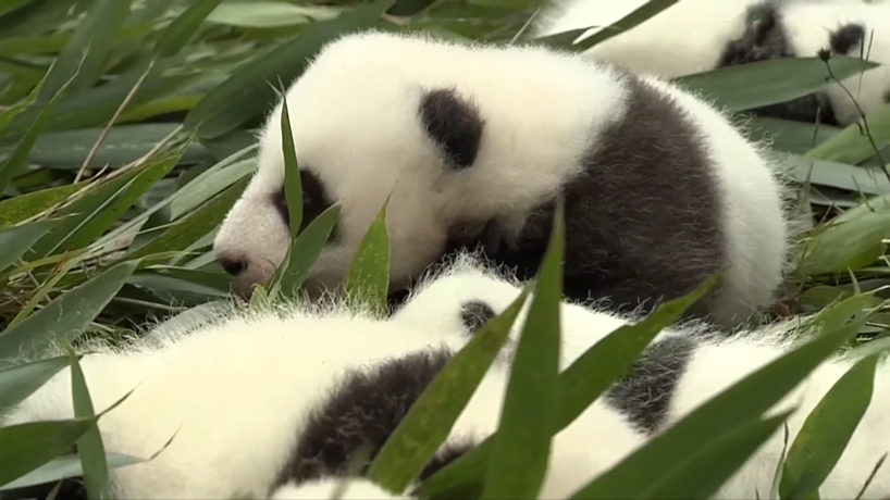 36 panda cubs make debut in china, marking historic boom of baby bears