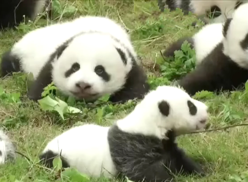 after decades of trailing numbers, the declining population has finally ...