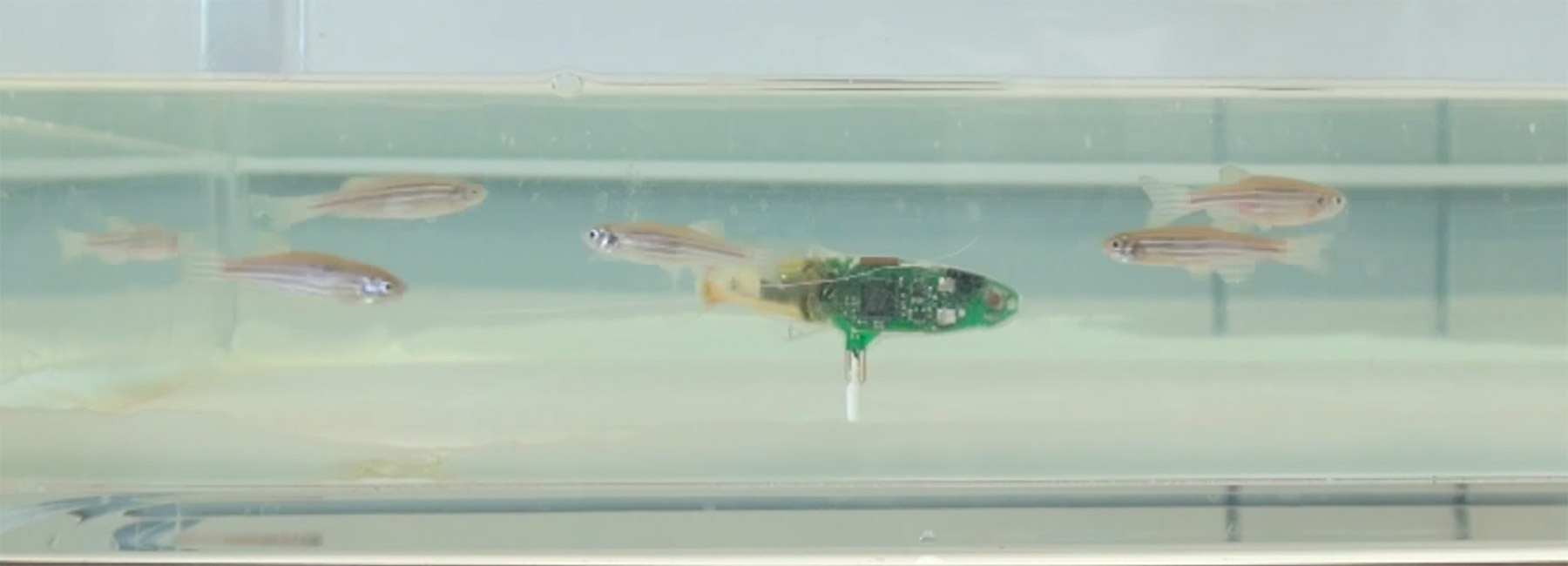 EPFL's imposter robotic fish infiltrates a school of zebrafish