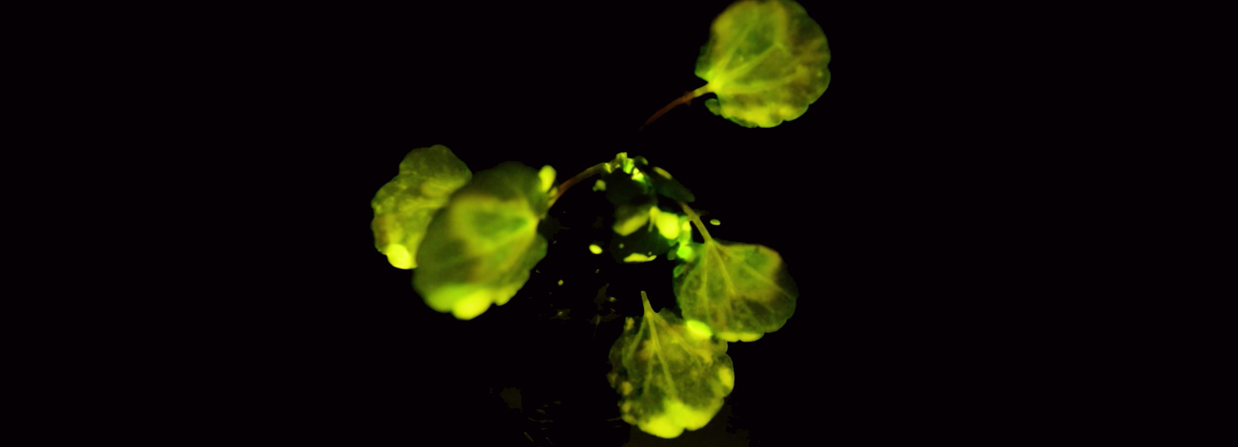MIT's plants that glow like fireflies could replace electrical lighting