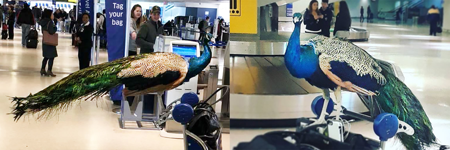the 'emotional support peacock' banned from airplane has instagram