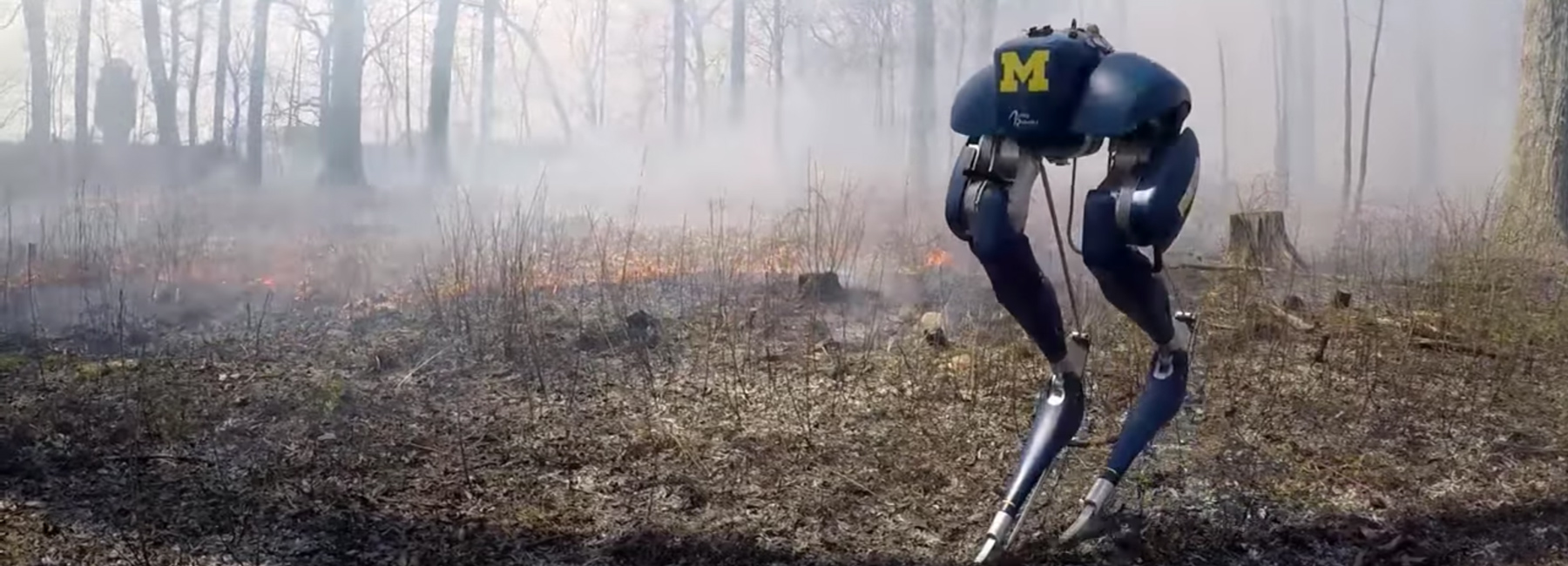 cassie the ostrich-inspired bipedal robot invites robotic dog to dance