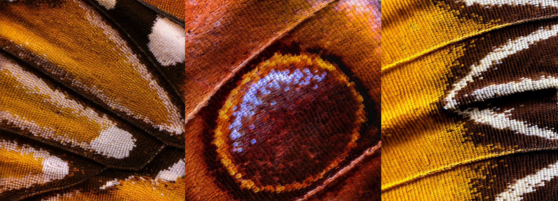macro photography discovers detailed patterns of butterfly wings shot