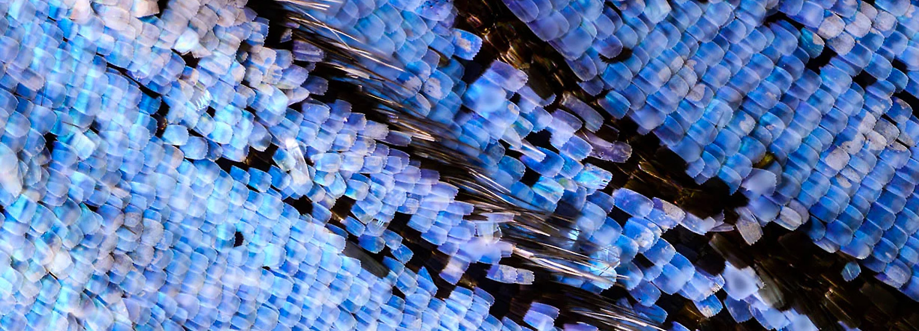 insects | designboom.com