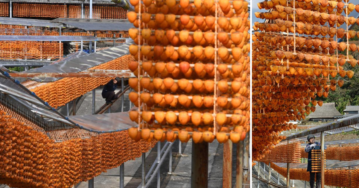 persimmon drying season in japan looks like christo and jeanne-claude’s ...