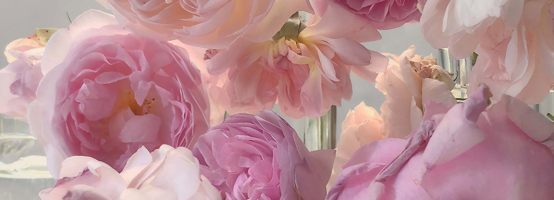 nick knight captures the life of a rose in photos that look like master ...