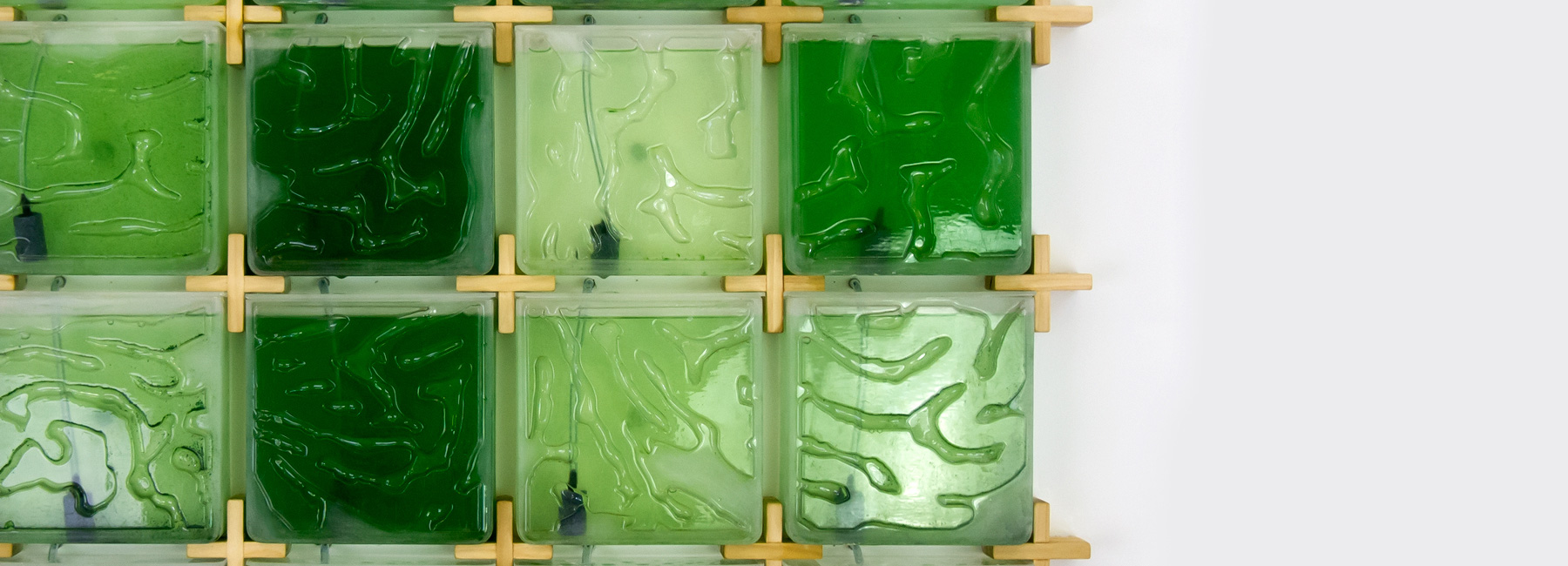 grow green superfoods at home with ulrim's coral algae farming system