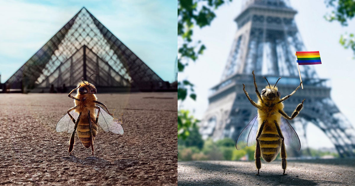 world's first bee influencer generates 'buzz' on instagram in bid to ...