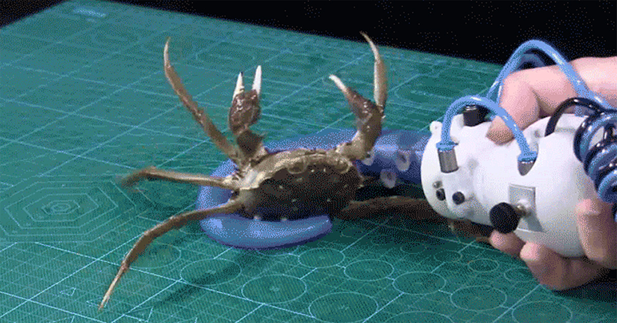 this octopus-inspired robot soft arm can grip, move, and manipulate objects this octopus-inspired robot soft arm can grip, move, and manipulate objects