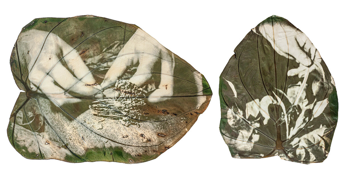 almudena romero uses sunlight to print photos directly onto leaves