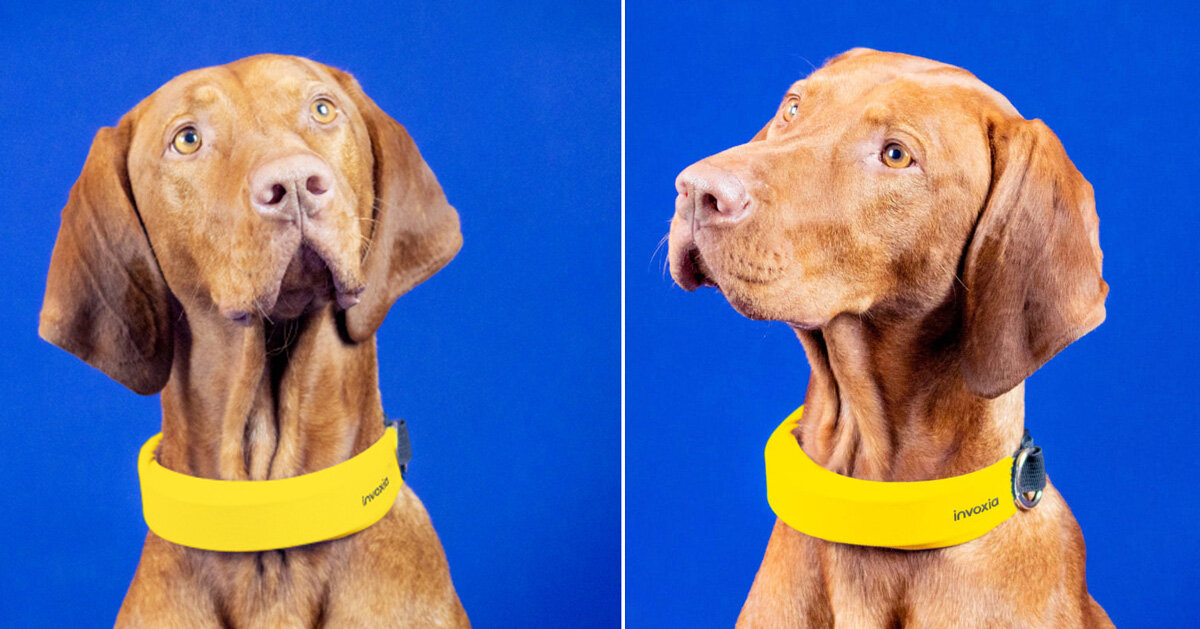 invoxia's smart dog collar lets you track your pet's vitals, activity ...