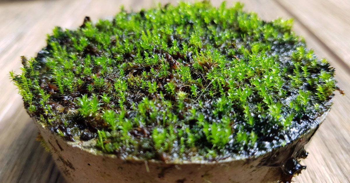 moss grows on concrete, empowering cities to respire and live green