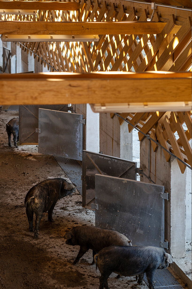 SKROZ architecture's eco pig farm redefines common livestock spaces