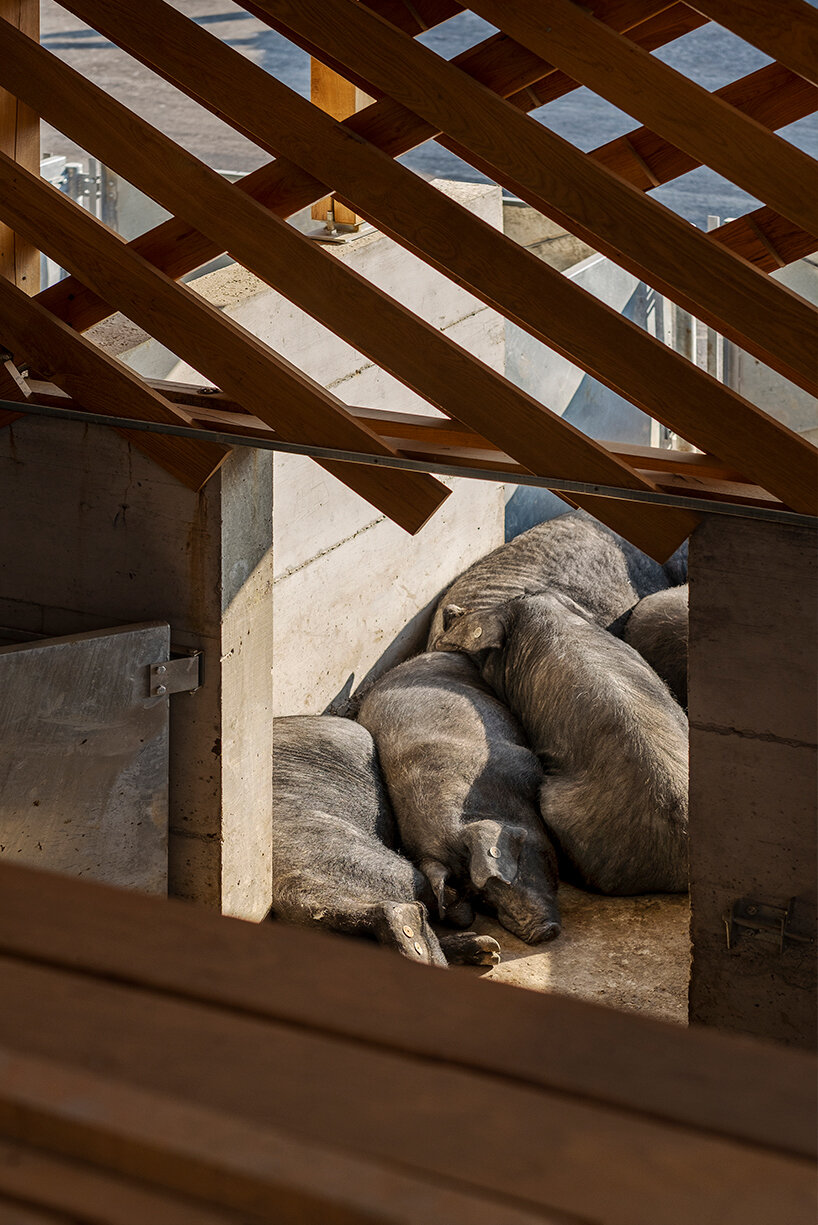 SKROZ architecture's eco pig farm redefines common livestock spaces