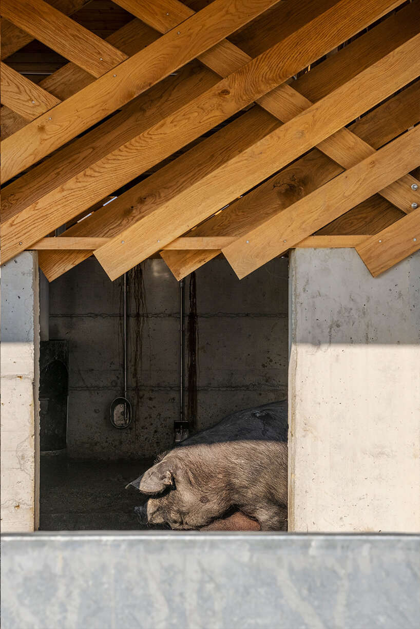 SKROZ architecture's eco pig farm redefines common livestock spaces
