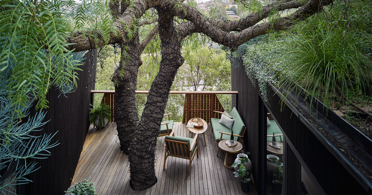 passive timber house by alex symes wraps around 60-year-old tree in ...