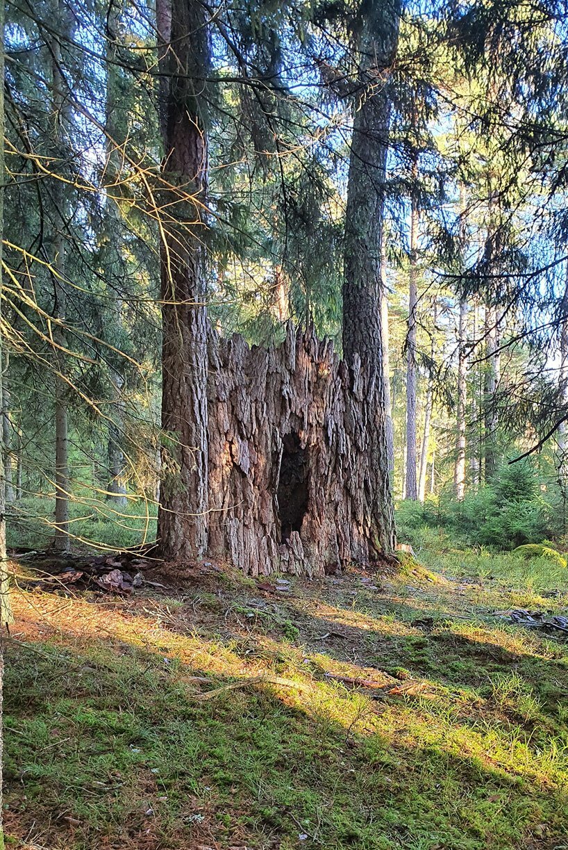 ulf mejergren revives dead trees as pine bark hut in swedish forest