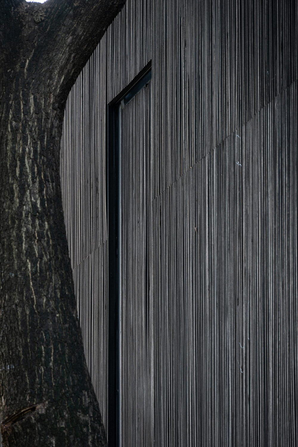 timber-clad residence settles on stilts within raintree forest in thailand